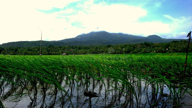 Camiguin Volcano with Paddy-field Stock Photo - Image of philipines ...