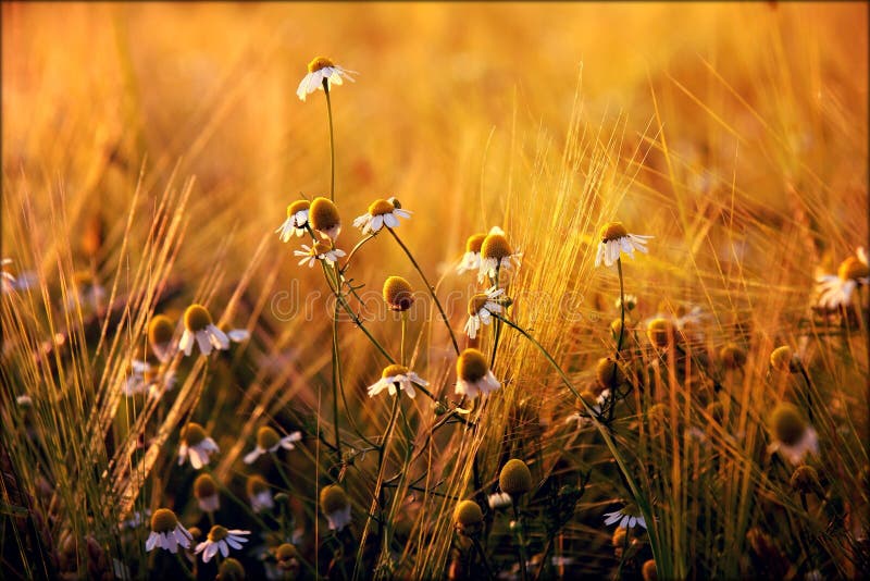 Camille stock photo. Image of light, camille, flower - 92051332