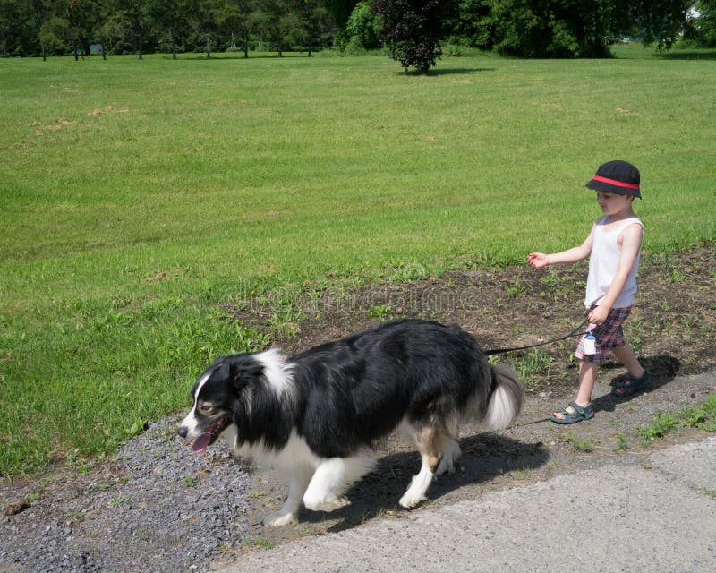 Caminando el perro imagen de archivo. Imagen de animal - 34762311