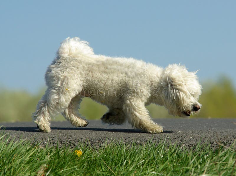 Caminando El Perro Imagen. Imagen: 964566