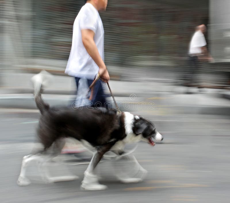 Caminando El Perro En La Calle Imagen de archivo - Imagen de verano ...