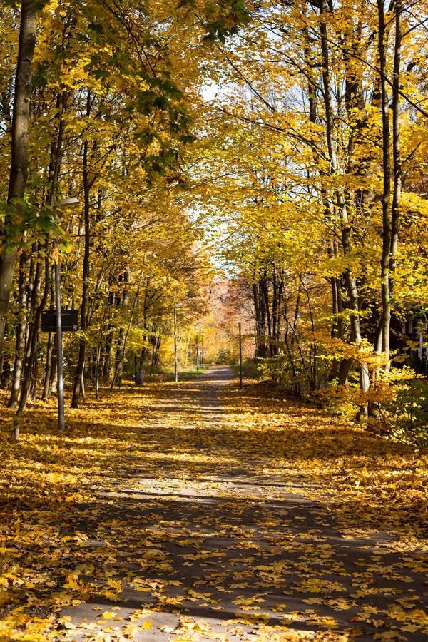 Caminho Na Floresta No Outono, Vertical Foto de Stock - Imagem de ...
