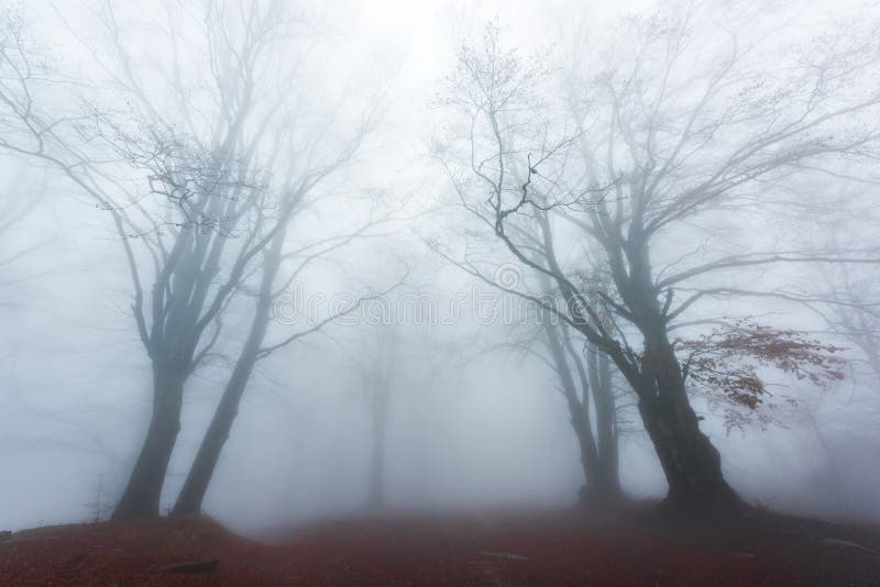 Camino de bosque brumoso foto de archivo. Imagen de motorista - 111340596