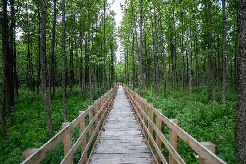 Camino De Madera En El Bosque Fotos De Stock - Download 70,871 Fotos ...