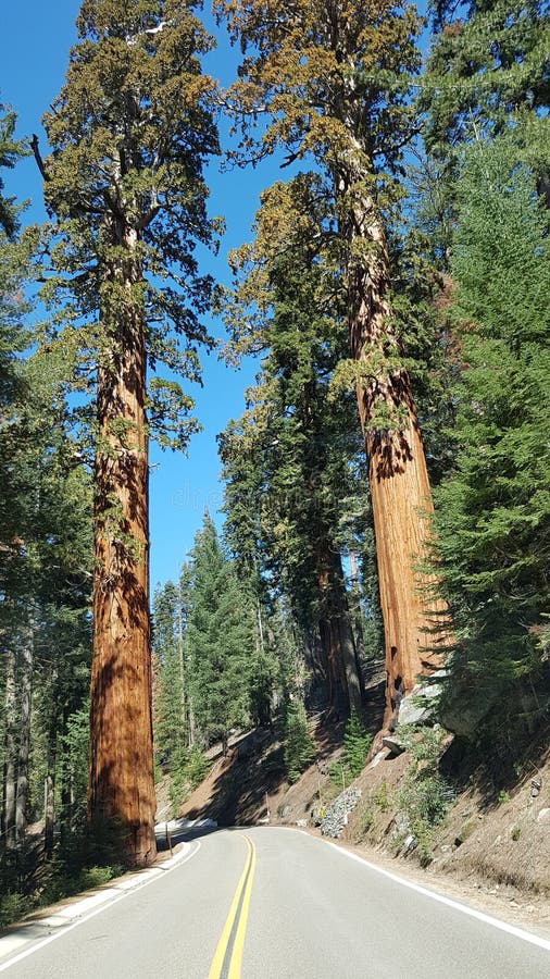 Camino En Parque Nacional De Secoya Foto de archivo - Imagen de cielo ...