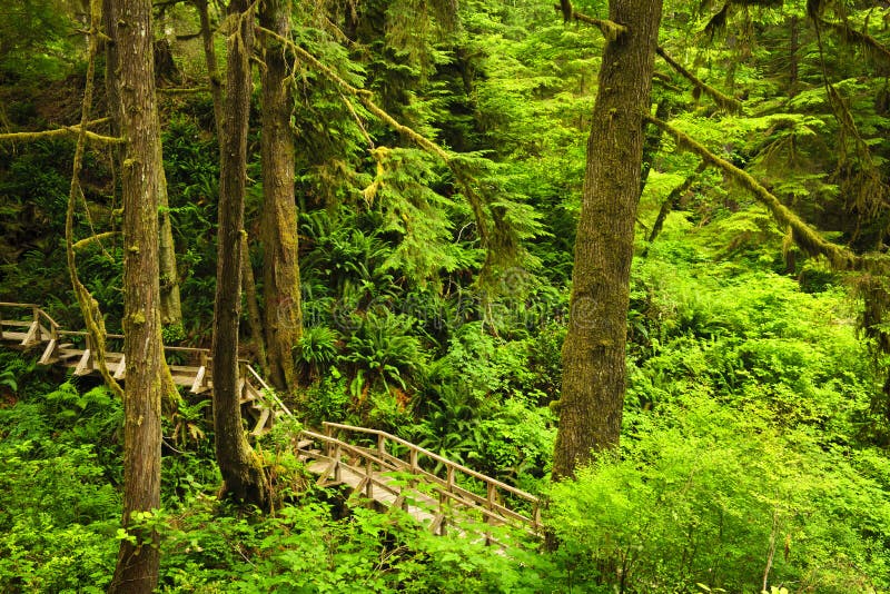 Camino En Selva Tropical Templada Foto de archivo - Imagen de escénico ...