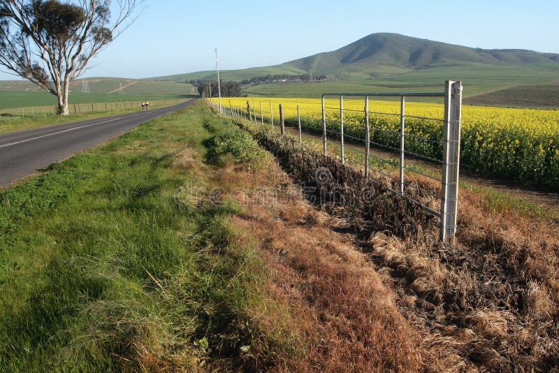 Camino rural foto de archivo. Imagen de perspectiva, cereal - 10576188