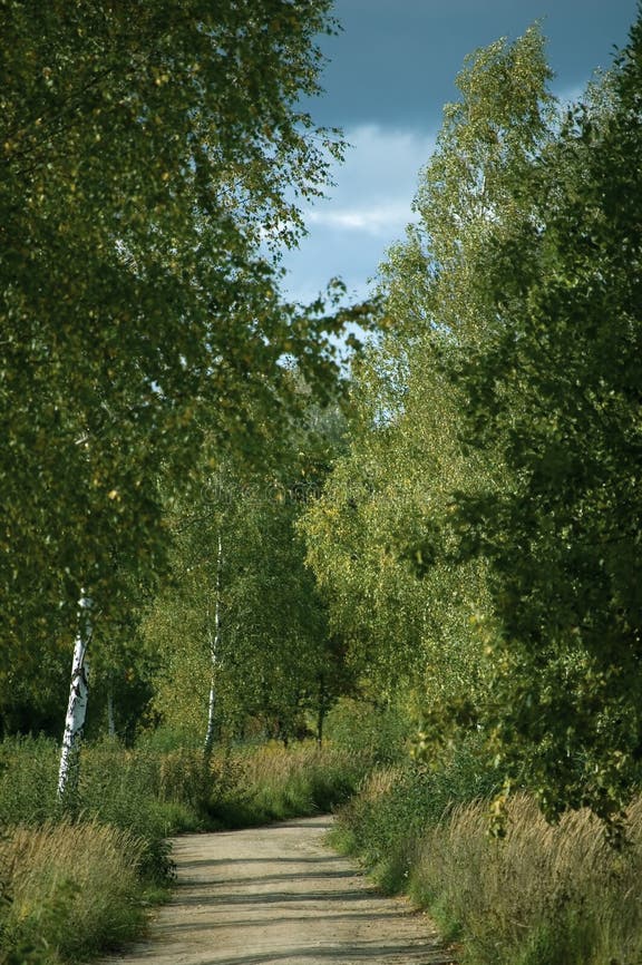 Camino rural stock de ilustración. Ilustración de camino - 7224107