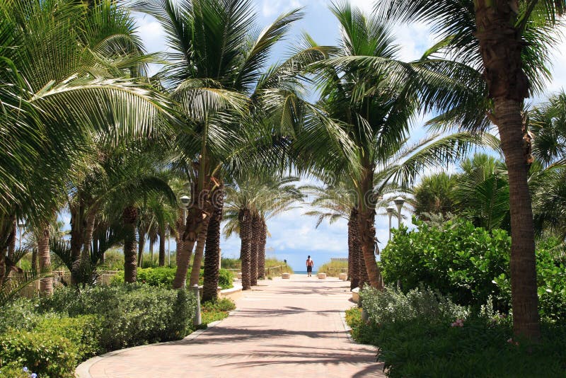 Camino a varar foto de archivo. Imagen de hojas, camino - 4687794