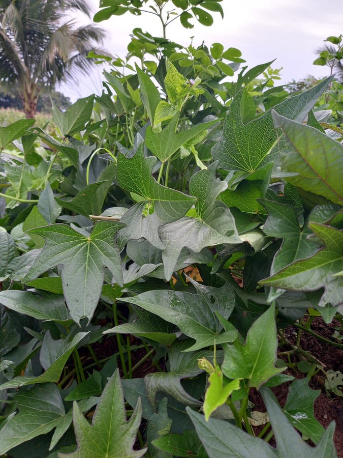 120 Planta De Camote Fotos de stock - Fotos libres de regalías de ...