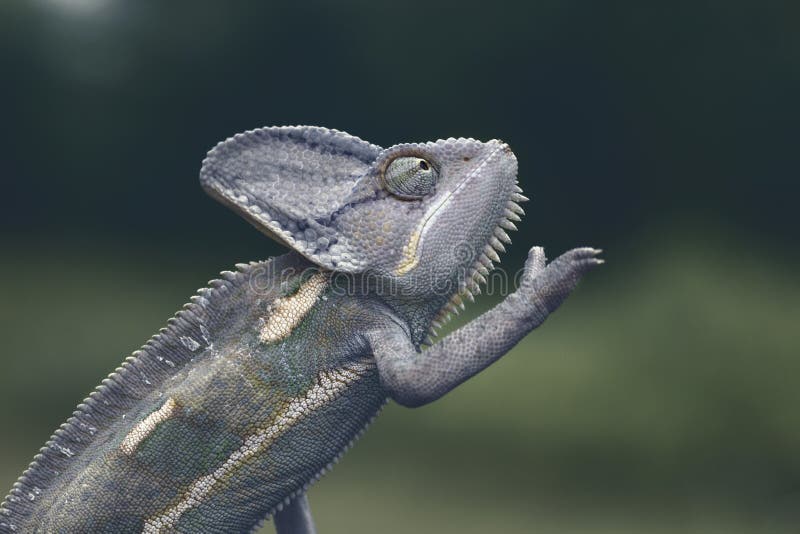 Cammeleons stock image. Image of mammal, friendship, anone - 98876551