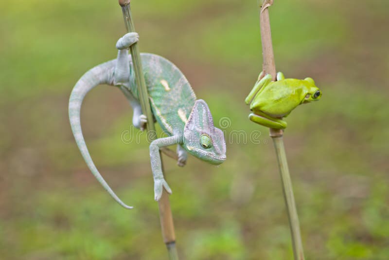 Cammeleons and frog stock photo. Image of animals, insect - 85466782