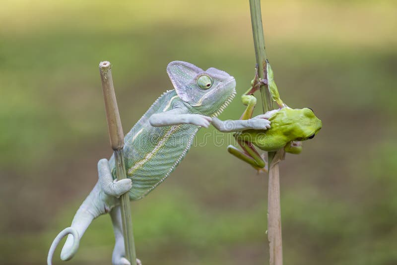 Kort och tjock groda två fotografering för bildbyråer. Bild av gulligt ...