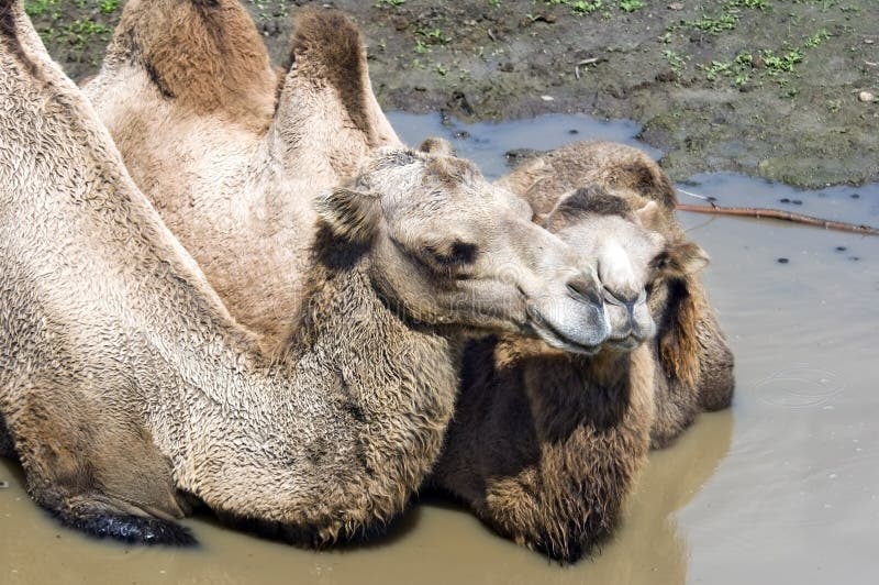 Accoppiamenti Del Cammello Bactrian Fotografia Stock - Immagine di ...