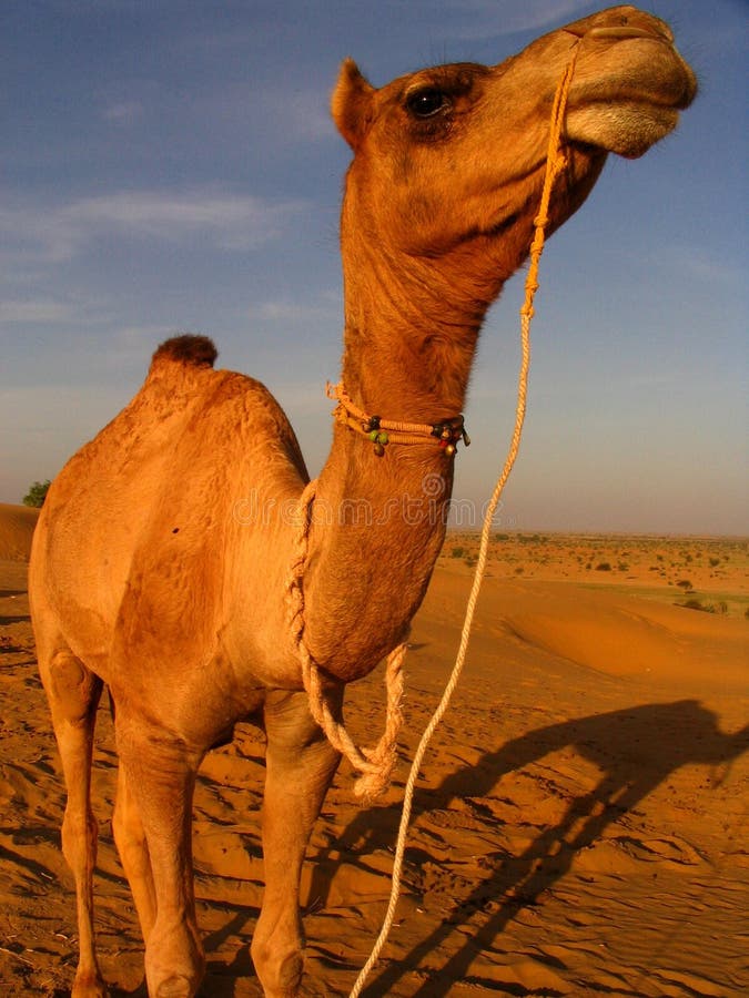 Cammello fotografia stock. Immagine di ragazza, stampa - 197620