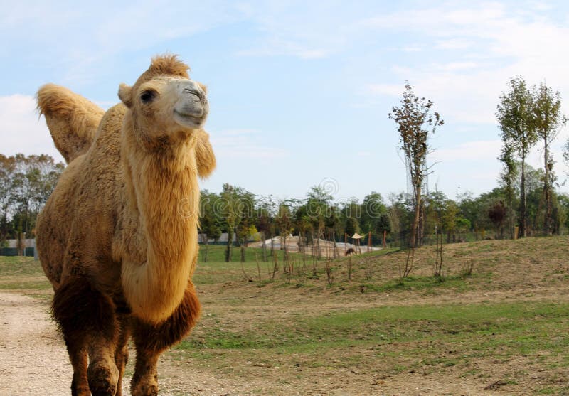 Cammello fotografia stock. Immagine di colore, deserto - 27221476