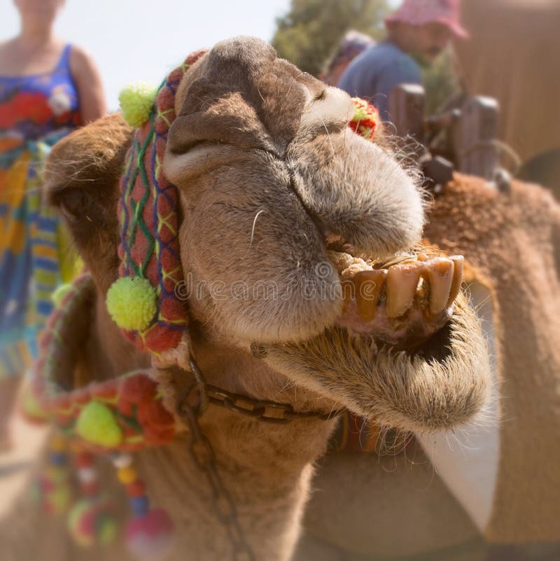 Cammello fotografia stock. Immagine di animale, tacchino - 63447208
