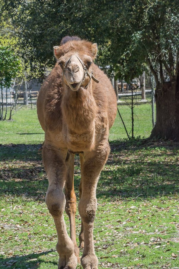 Zoccoli Del Cammello Nella Sabbia E Nell'escremento Fotografia Stock ...