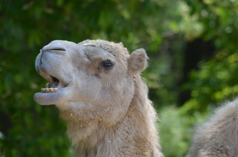 Cammello Con La Sua Bocca Aperta Immagine Stock - Immagine di aperto ...