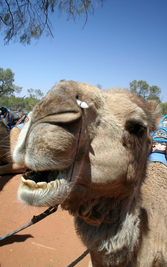Cammello Sorridente fotografia stock. Immagine di molle - 1323624