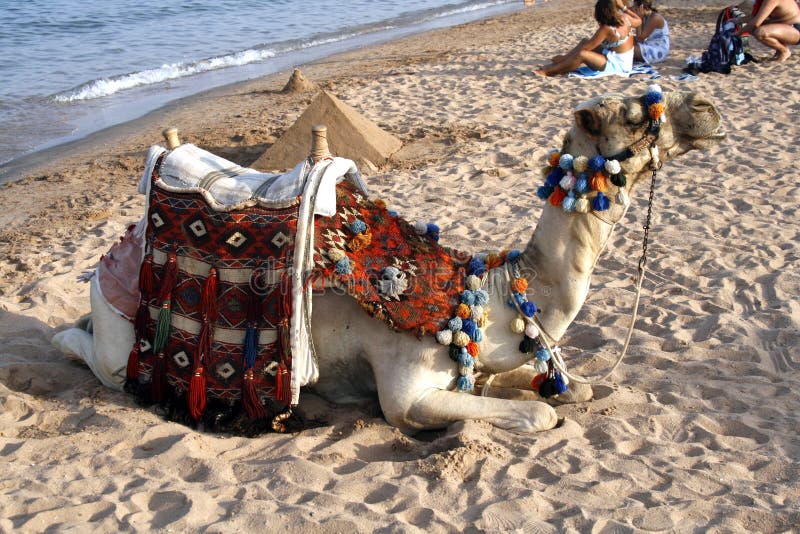 Cammello Sulla Spiaggia - Mar Rosso Immagine Stock - Immagine di ...