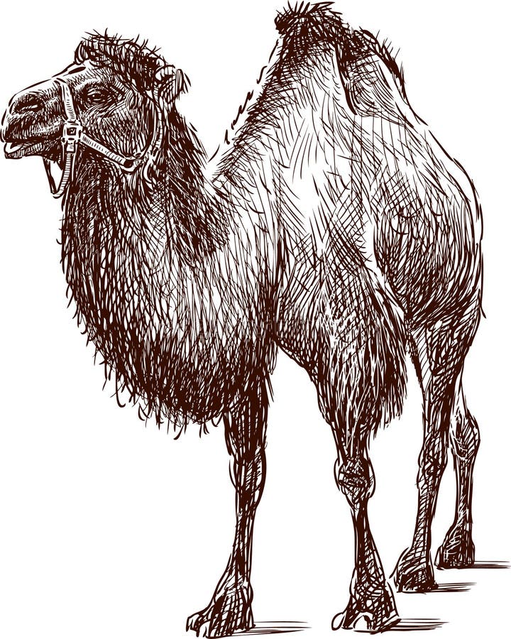Cammello in un cablaggio illustrazione vettoriale. Illustrazione di ...