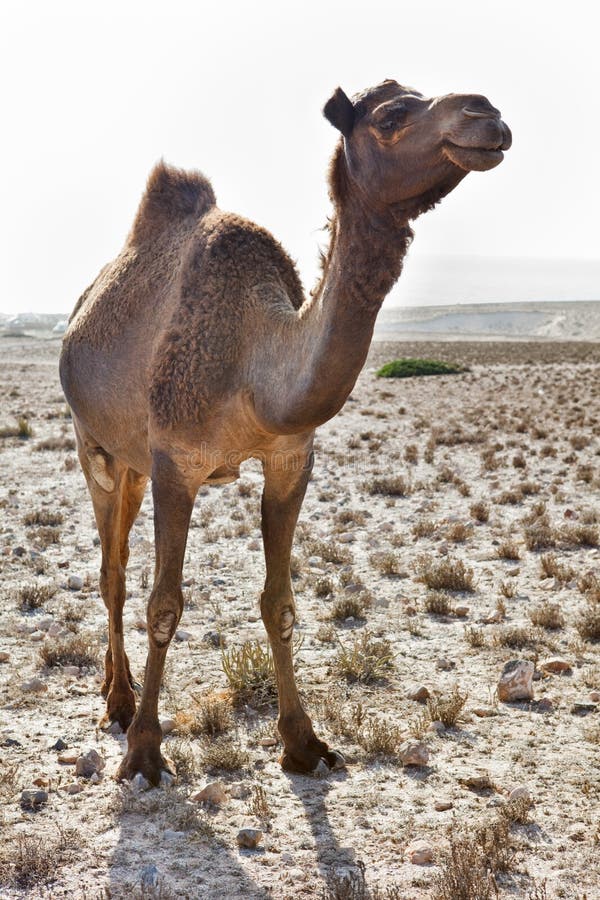 Cammello in un deserto fotografia stock. Immagine di asciutto - 11893968