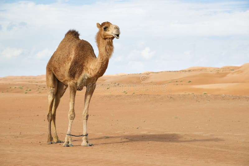 Cammello in Wahiba Oman fotografia stock. Immagine di cammelli - 40503344