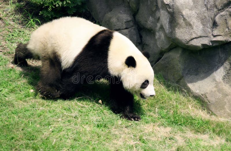 Camminare Dell'orso Del Panda Immagine Stock - Immagine di panda, bello ...