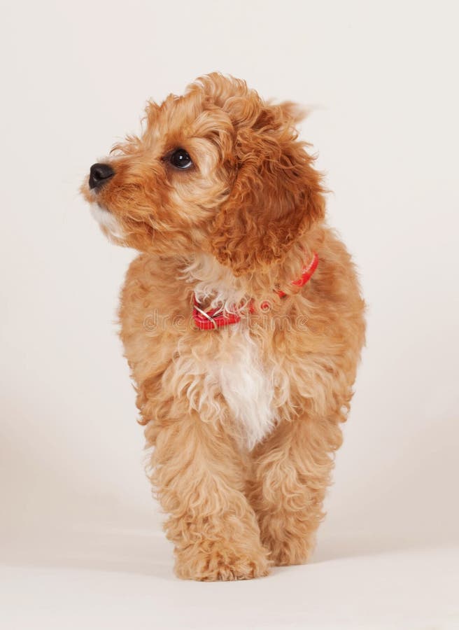 Camminata Del Cucciolo Di Cockapoo Fotografia Stock - Immagine di ...