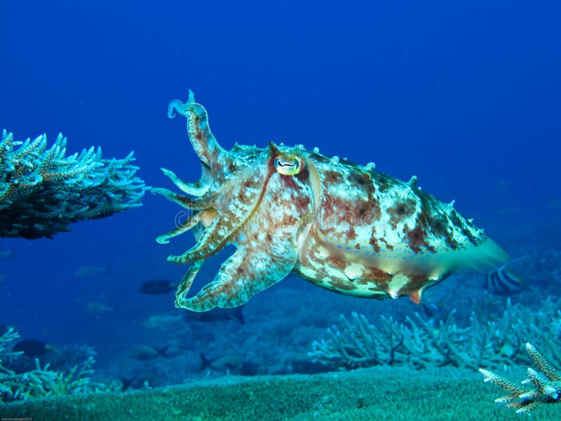 Camo Cuttle Stock Photos - Free & Royalty-Free Stock Photos from Dreamstime