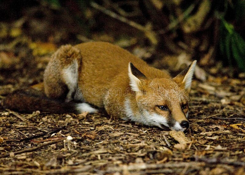 Camo Fox stock image. Image of pack, lays, urbanwildlife - 238127389