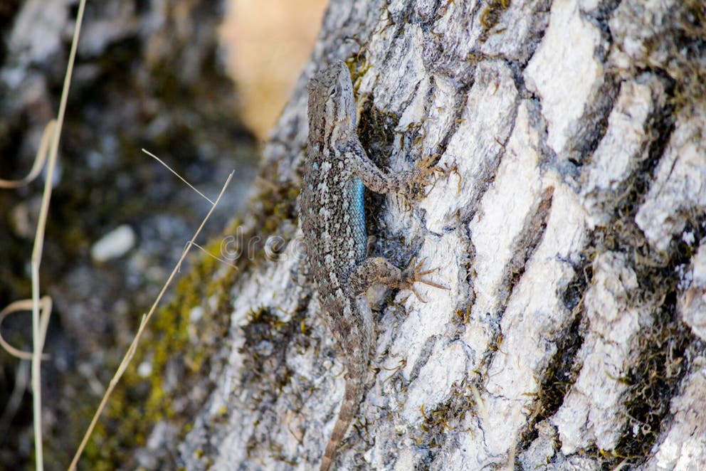 Camo Lizard stock photo. Image of lizard, bark, camoflauge - 94939142