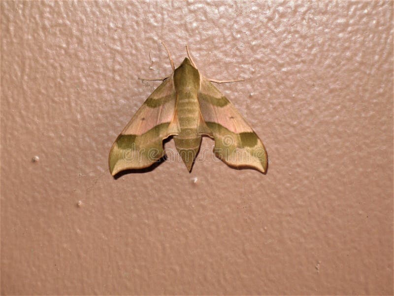 Camo Moth stock photo. Image of wall, solitary, exposed - 108494502