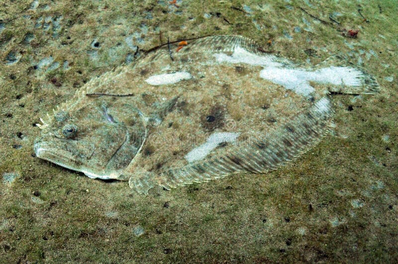 Big Flounder stock photo. Image of atlantic, brown, flounder - 3630384