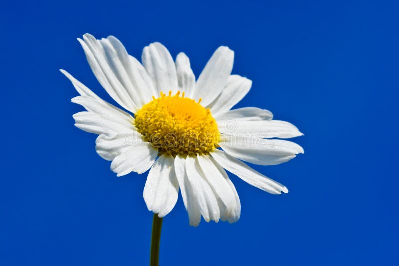 Chamomile stock photo. Image of moisture, single, outdoors - 20414784