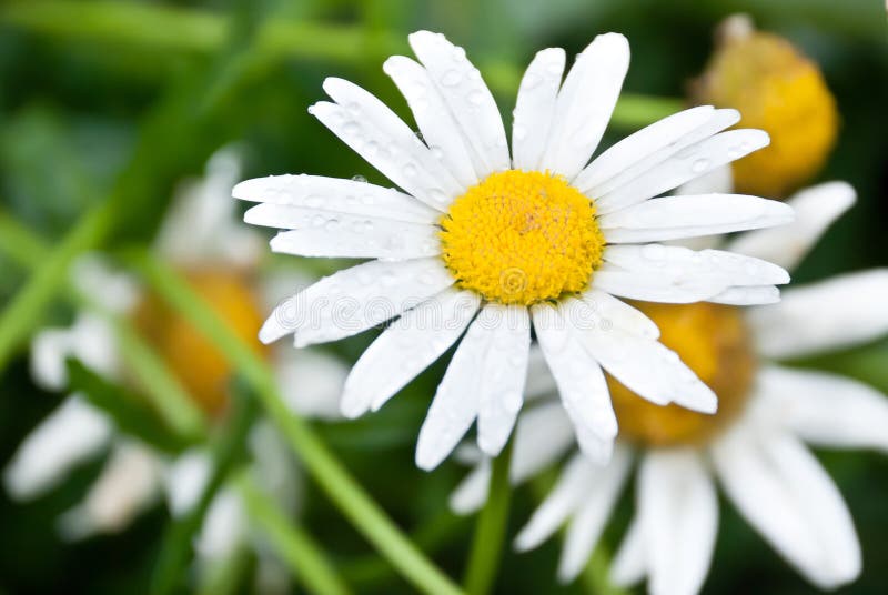 Chamomile stock photo. Image of moisture, single, outdoors - 20414784