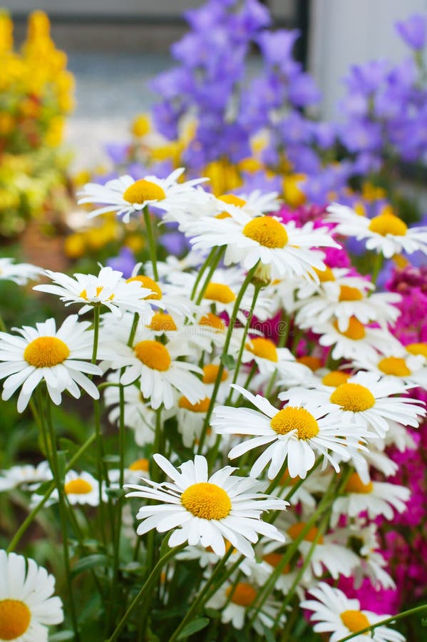Camomile stock photo. Image of chamomile, color, scene - 19988464
