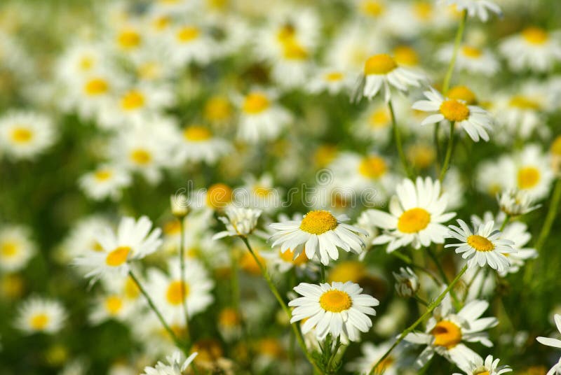 Camomile stock image. Image of landscape, meadow, head - 6051685