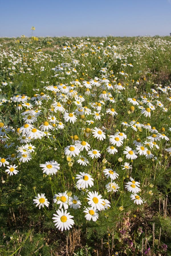 Camomile stock photo. Image of grass, healthy, daisy, background - 6735018