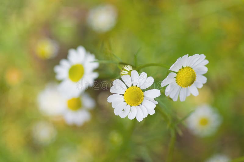 Camomile stock image. Image of camomile, fresh, botany - 9867923