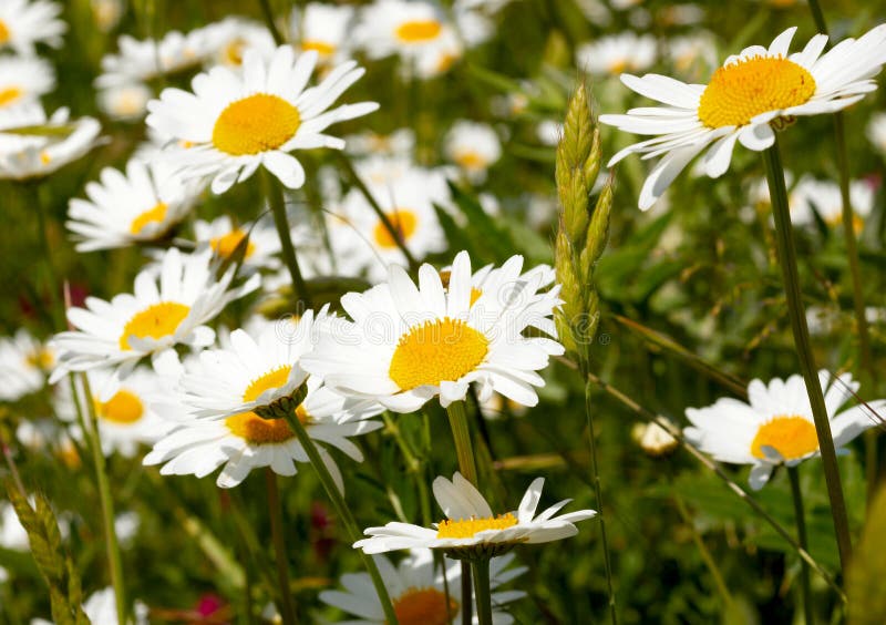 Camomile field stock photo. Image of background, environment - 6062152