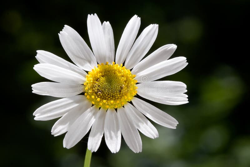 Camomile field stock image. Image of botanical, camile - 999619 Camomile field stock image. Image of botanical, camile - 999619