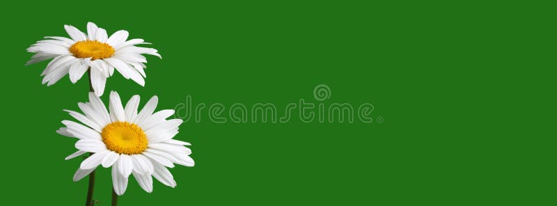 283 Daisy Log Stock Photos - Free & Royalty-Free Stock Photos from ...