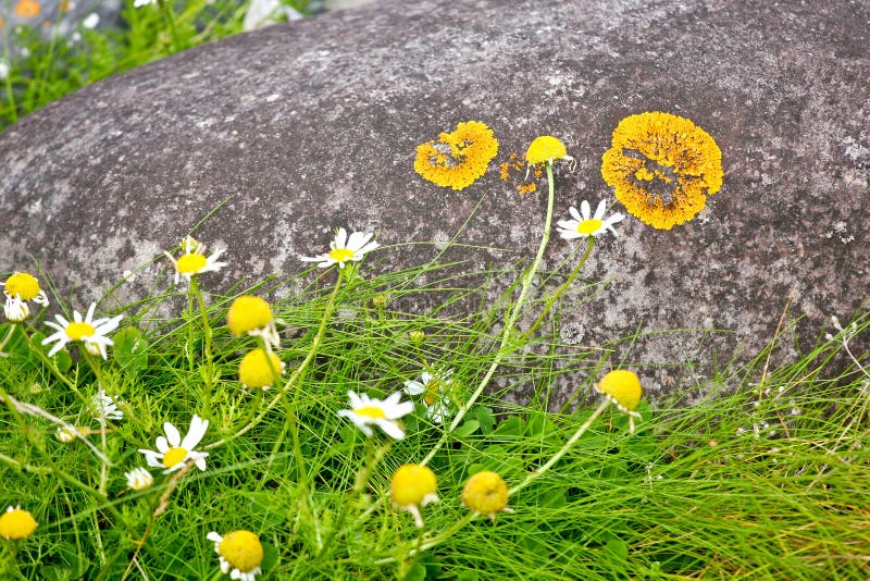 Barnacle Trace Stock Photos - Free & Royalty-Free Stock Photos from ...