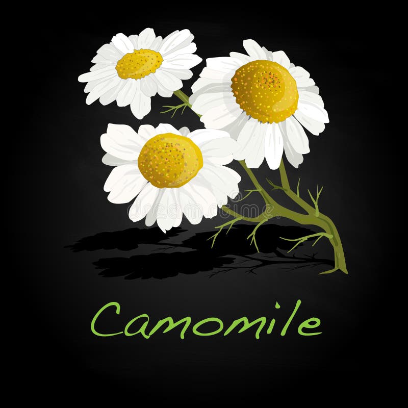 Camomile Illustration Vector Stock Vector - Illustration of vegetation ...