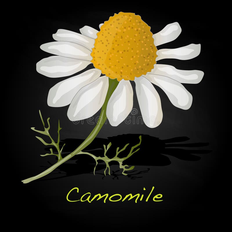 Camomile Illustration Vector Stock Vector - Illustration of chamomilla ...