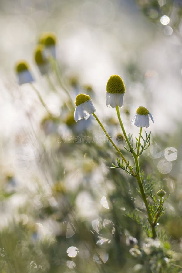 Camomile Meadow in Morning Light with Dew Colorful Sbackgr Stock Photo ...