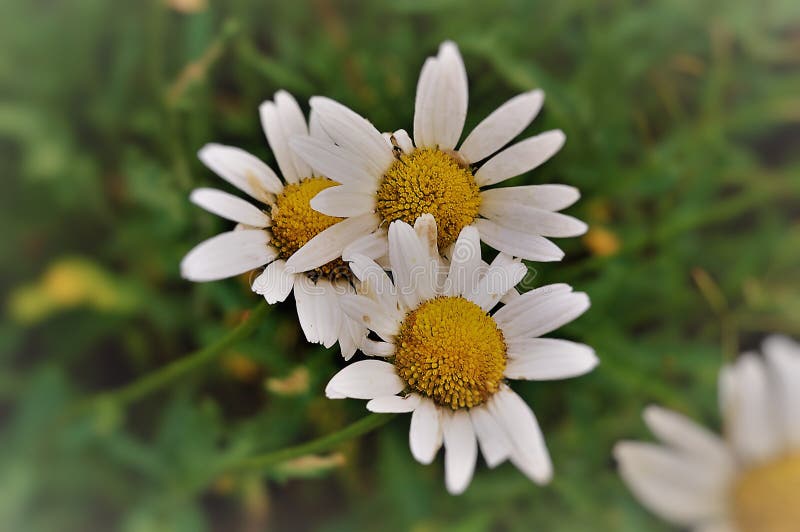 Camomile stock photo. Image of plant, flower, camomile - 96797214