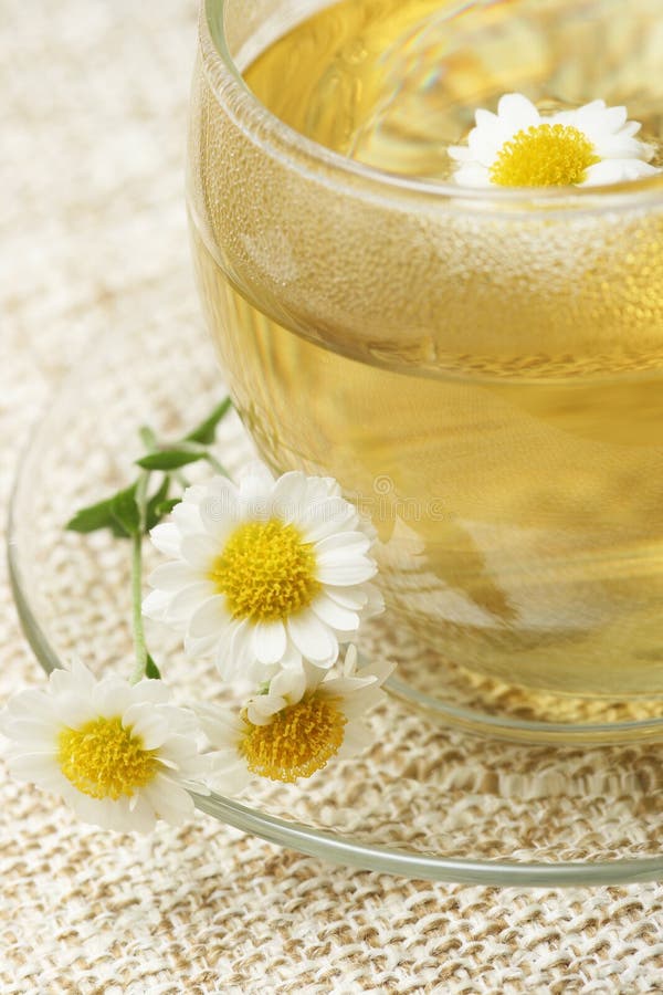Camomile tea stock image. Image of camomile, white, cleanse - 7035771